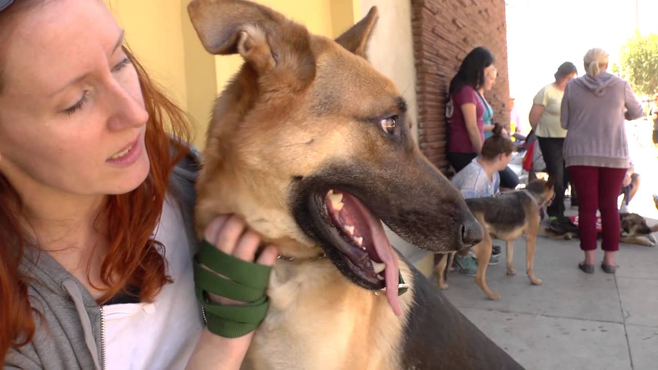Melvin - German Shepherd available for adoption - YouTube