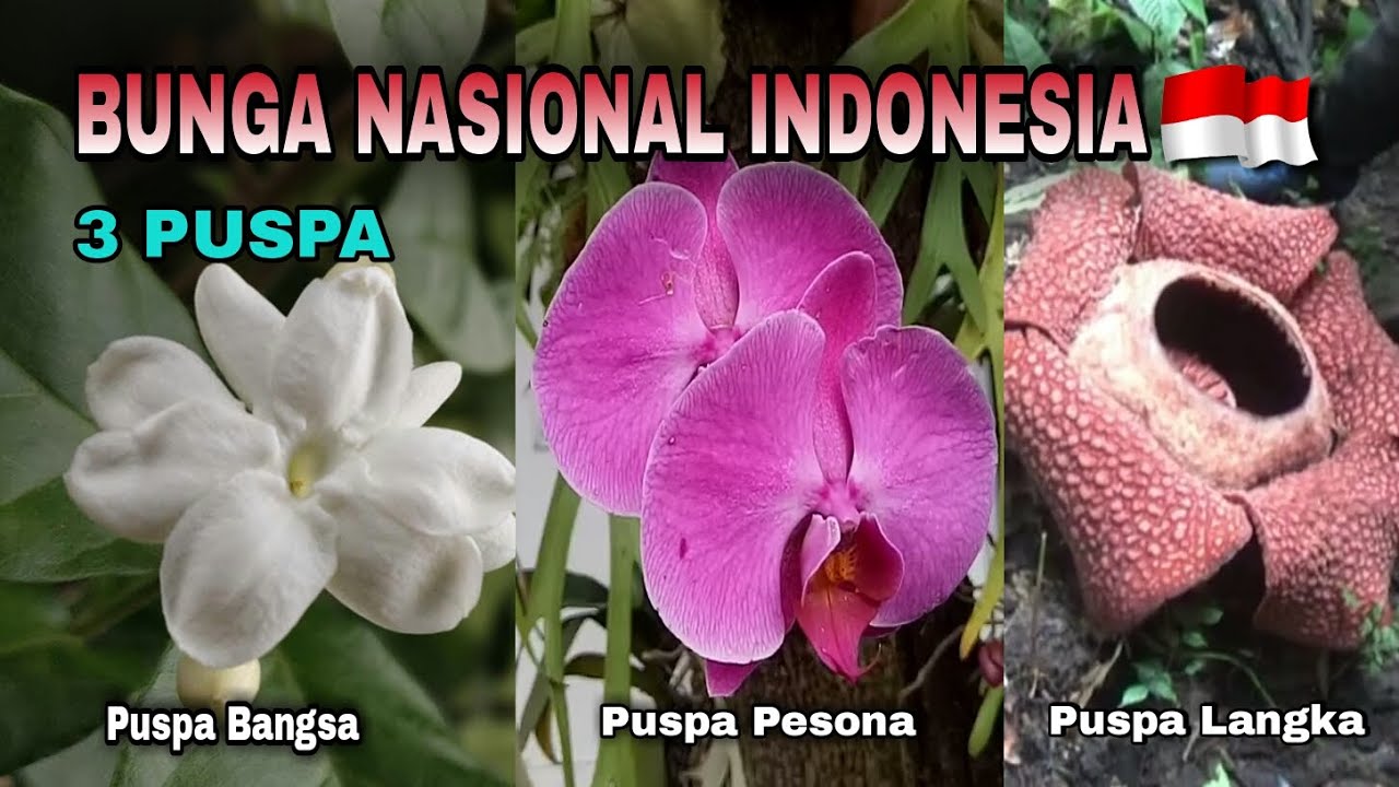 Bunga Nasional Indonesia yang di Juluki 3 Puspa - YouTube