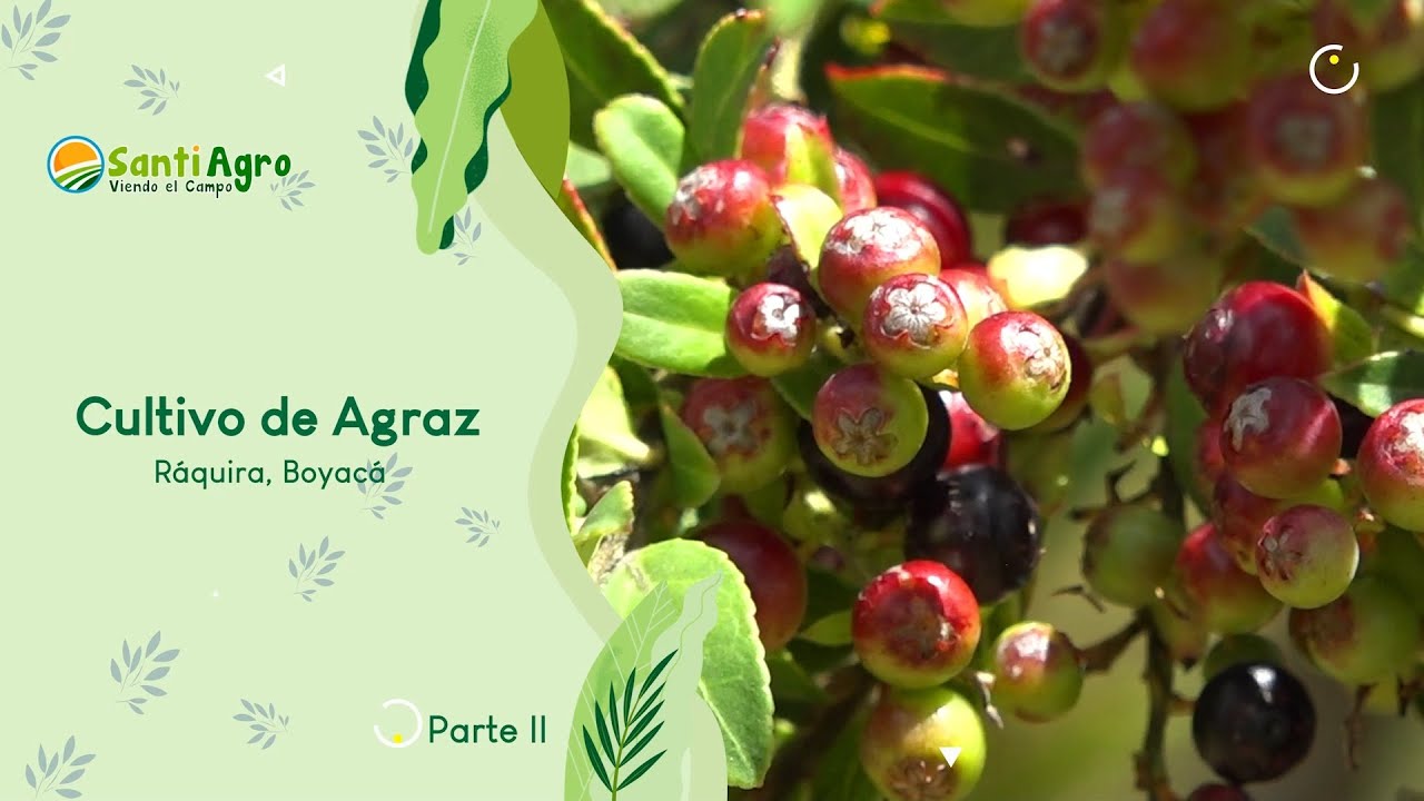 Cultivo de Agraz - SantiAgro 15/noviembre/2023 - YouTube