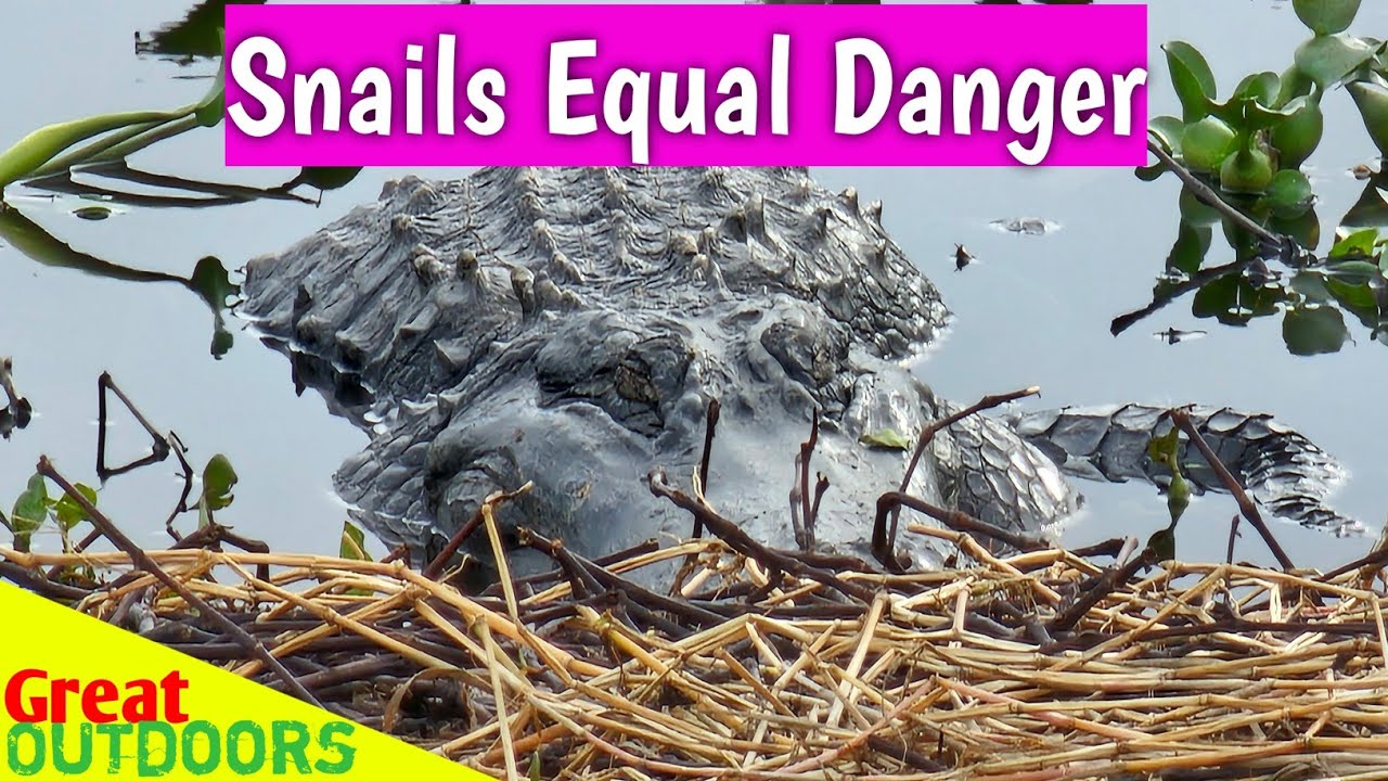 Snail Kite were never seen until the invasion of giant snails. a War ...