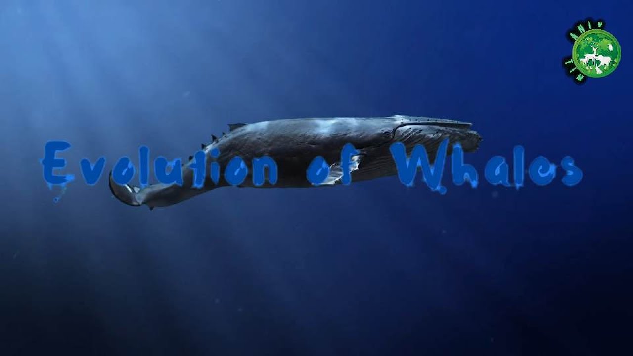 Evolution of Whales - YouTube