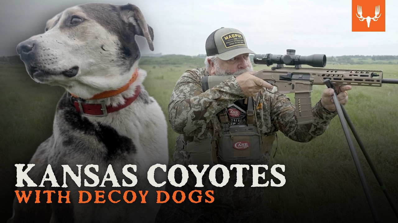 Coyote Hunting with Decoy Dogs | With Brent Reaves - YouTube