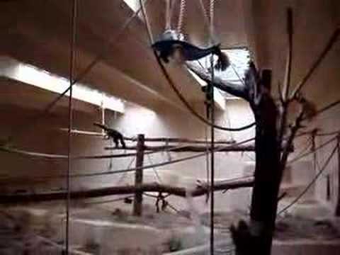 Monkeys at Colorado Springs Zoo - YouTube