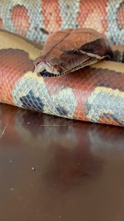 Beautiful Python - YouTube