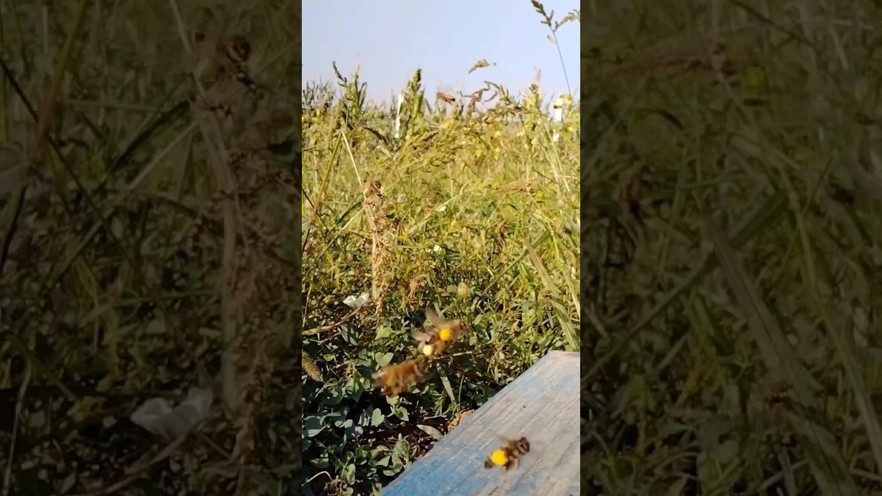 Mesmerizing Footage of Pollen-Gathering Bees in Action! #shortsvideo # ...