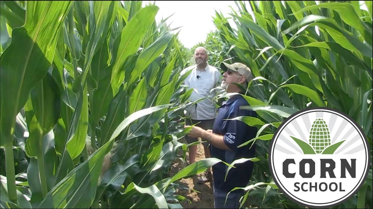 Corn School: Fine-tuning fungicide targets and timing - YouTube