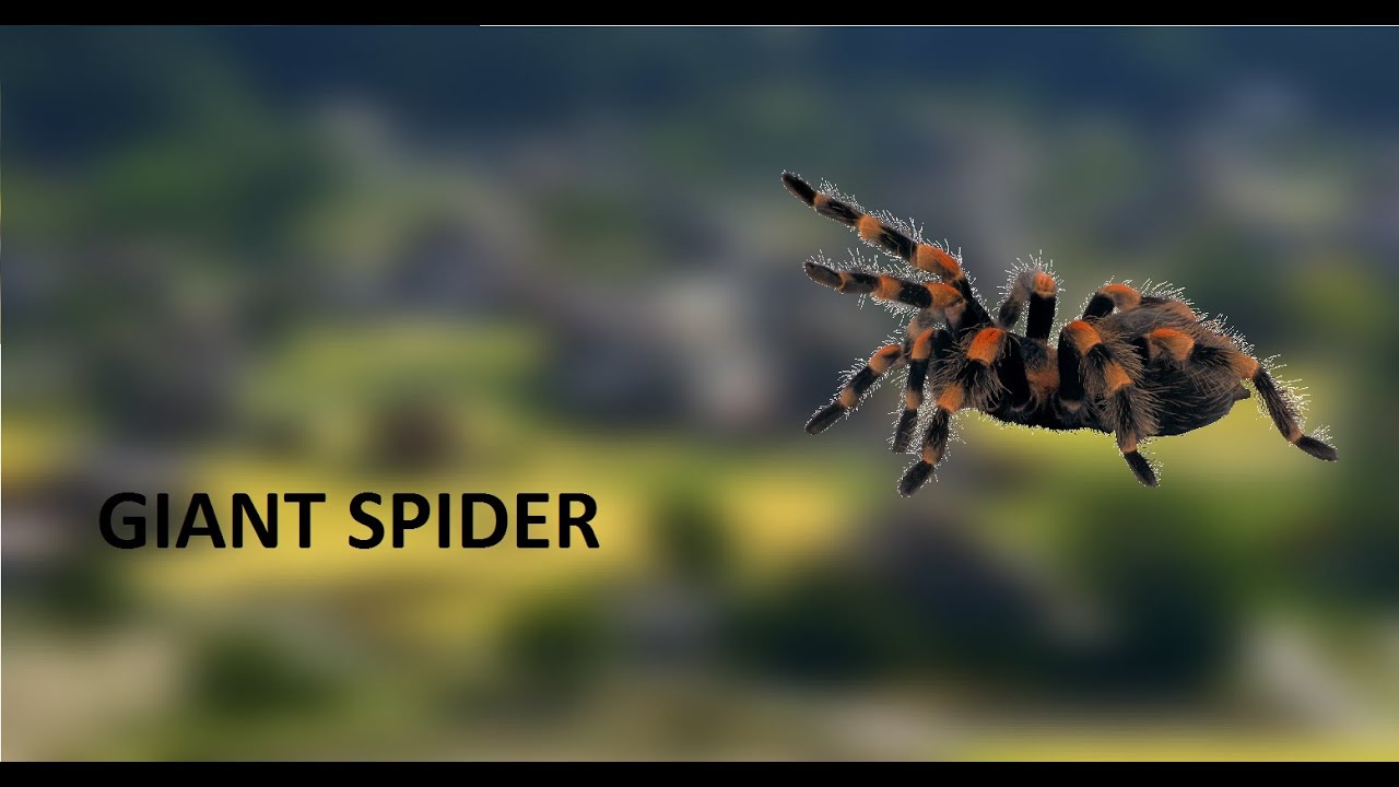 Giant Spider Spotted in Croatia!!! - YouTube