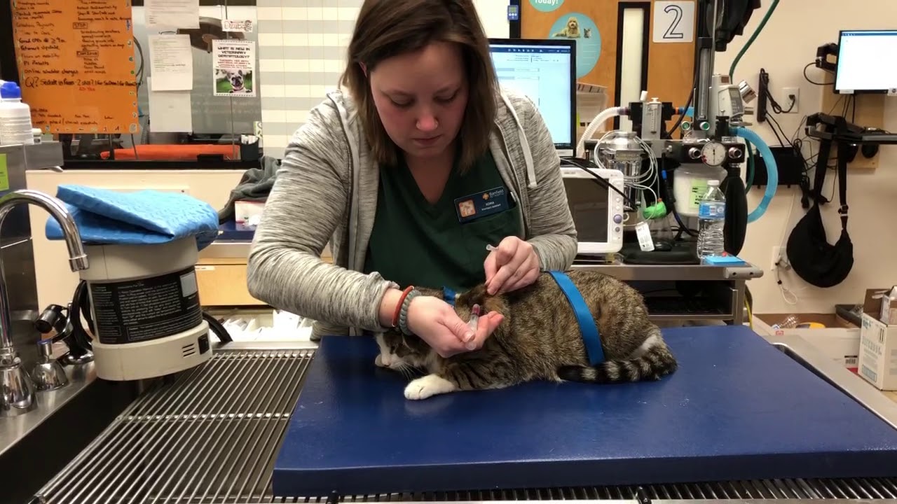 Skill 12 cat subcutaneous injection - YouTube