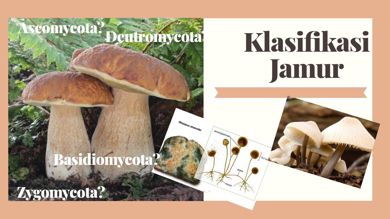 Klasifikasi Jamur - YouTube