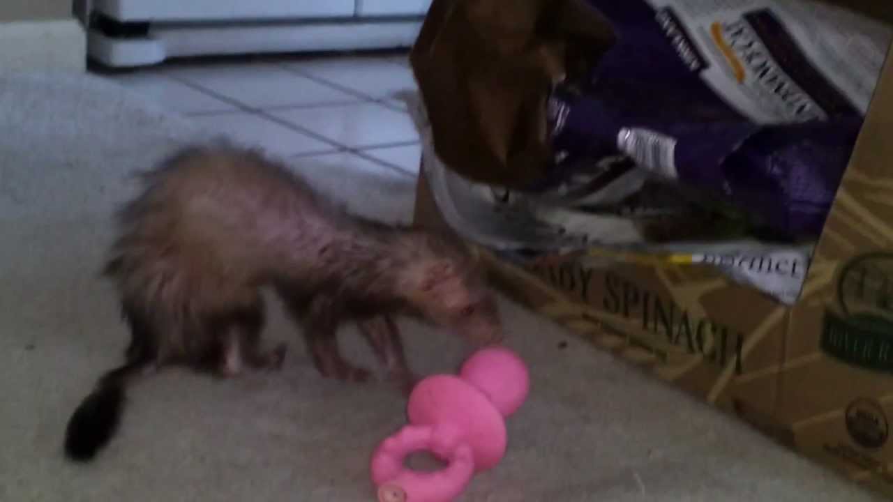 DIM ferret Scout - YouTube