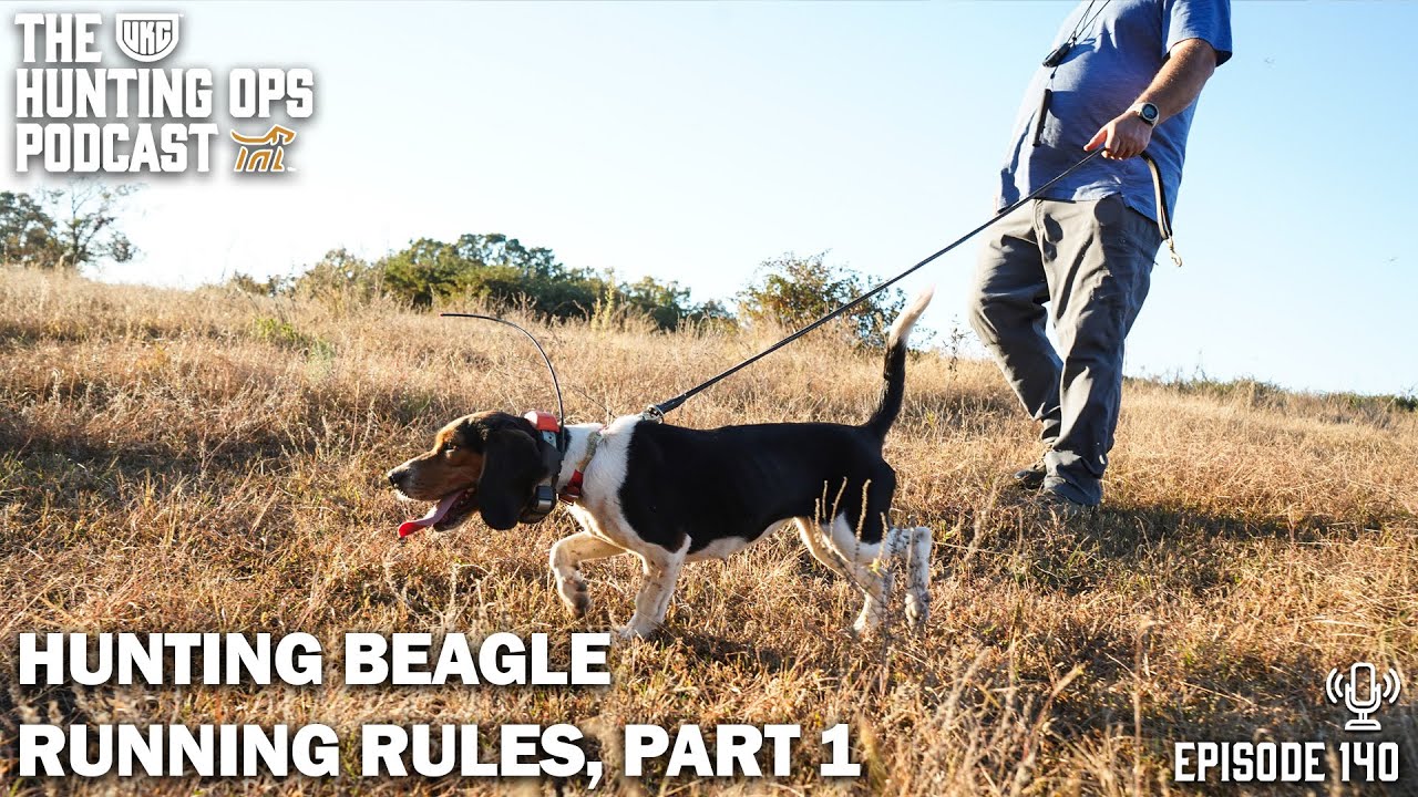 UKC Hunting Ops Podcast Ep. 140 - Beagles: Hunting Beagles Running ...