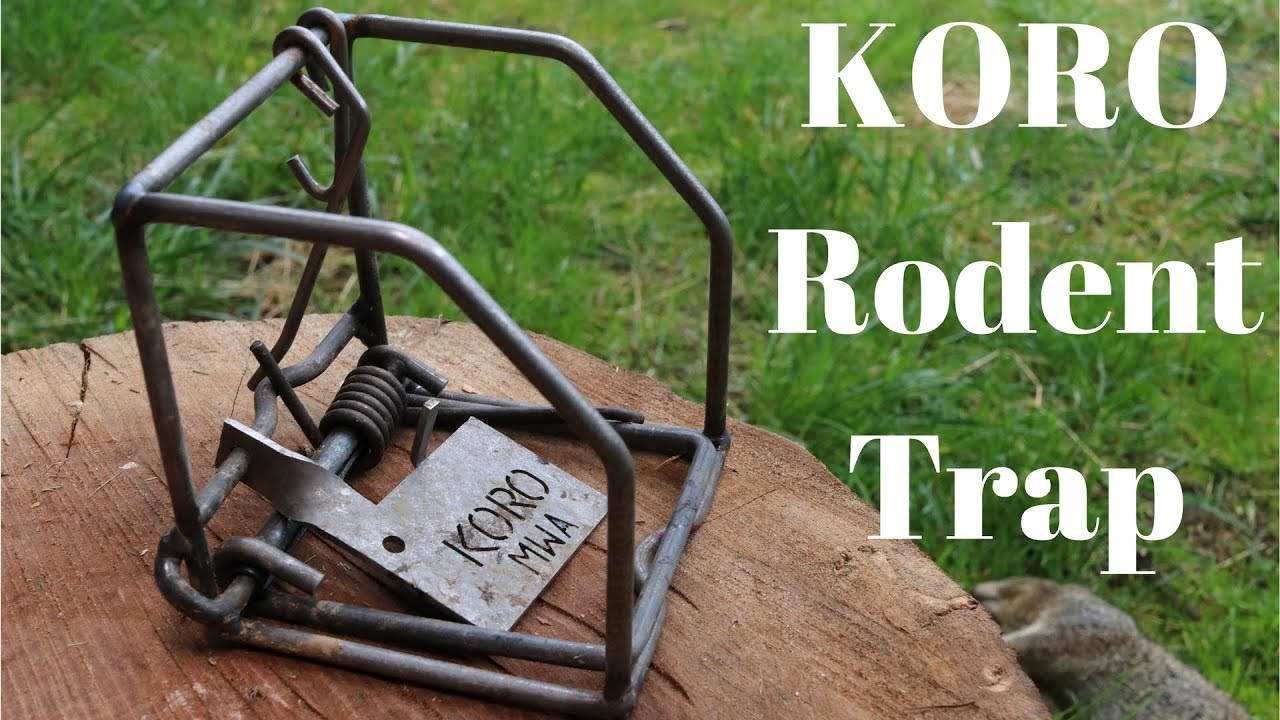 The KORO Rodent Snap Trap. Very Powerful - Ground Squirrels and a ...