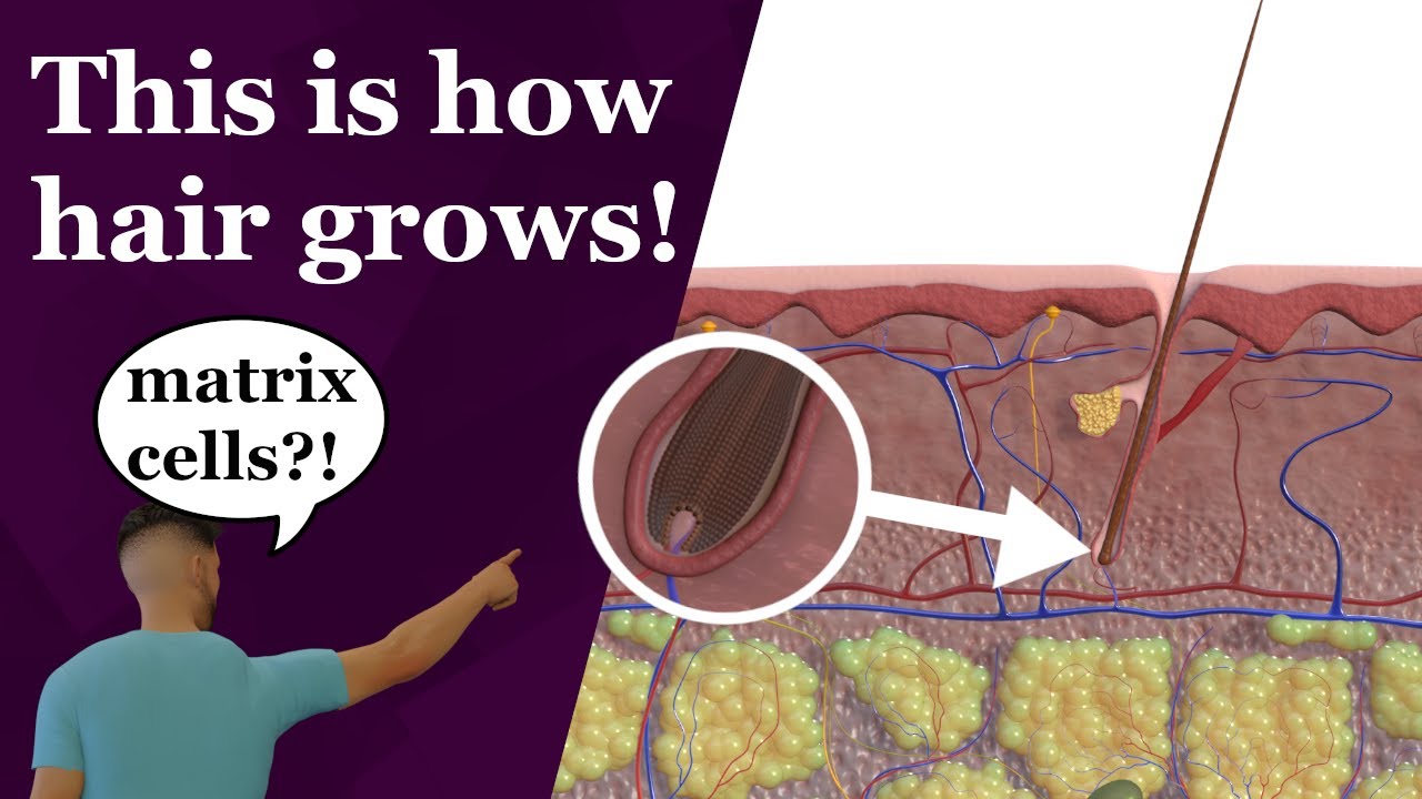 Hair cycle | How hair grows - YouTube