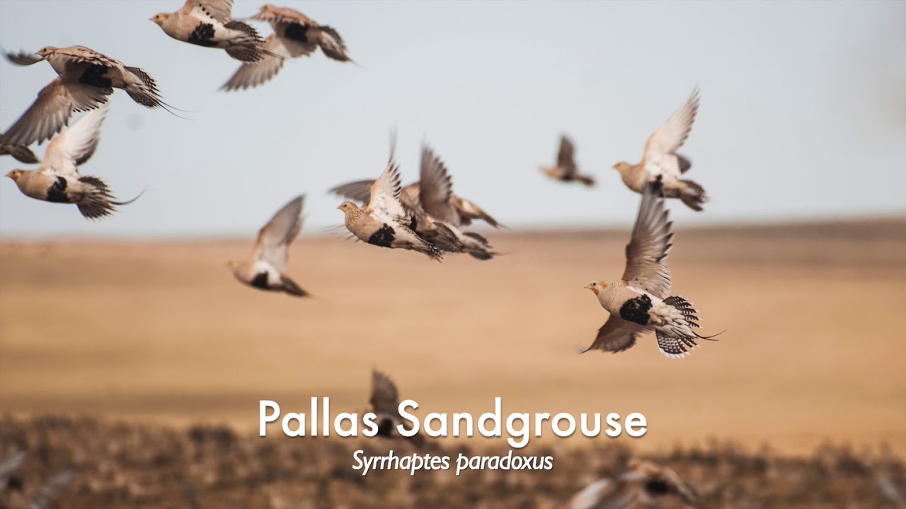 Bird Specialties of Mongolian Gobi Desert - YouTube