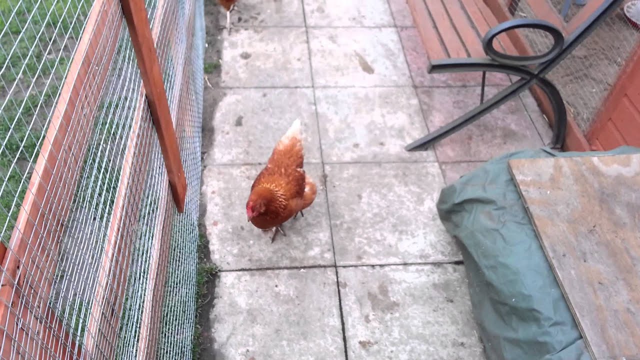 my friendly chickens and my 8 week old chicks - YouTube