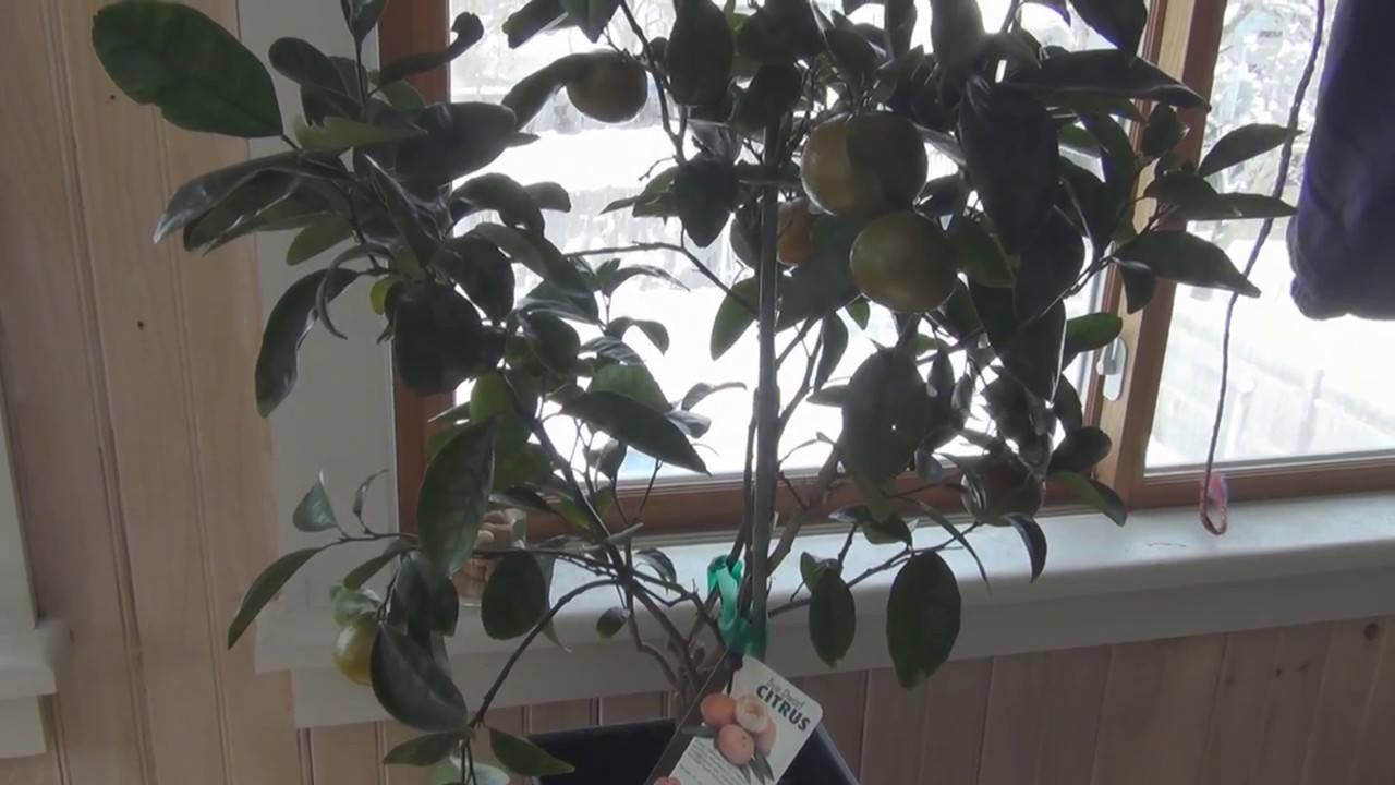 Tango Mandarin Citrus Tree - YouTube