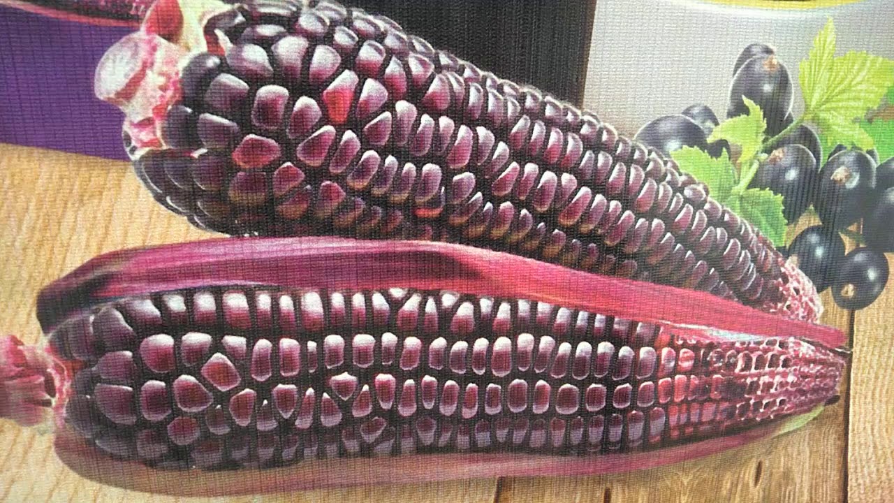 Purple Corn l Maize Morado l Peruvian Purple Corn - YouTube