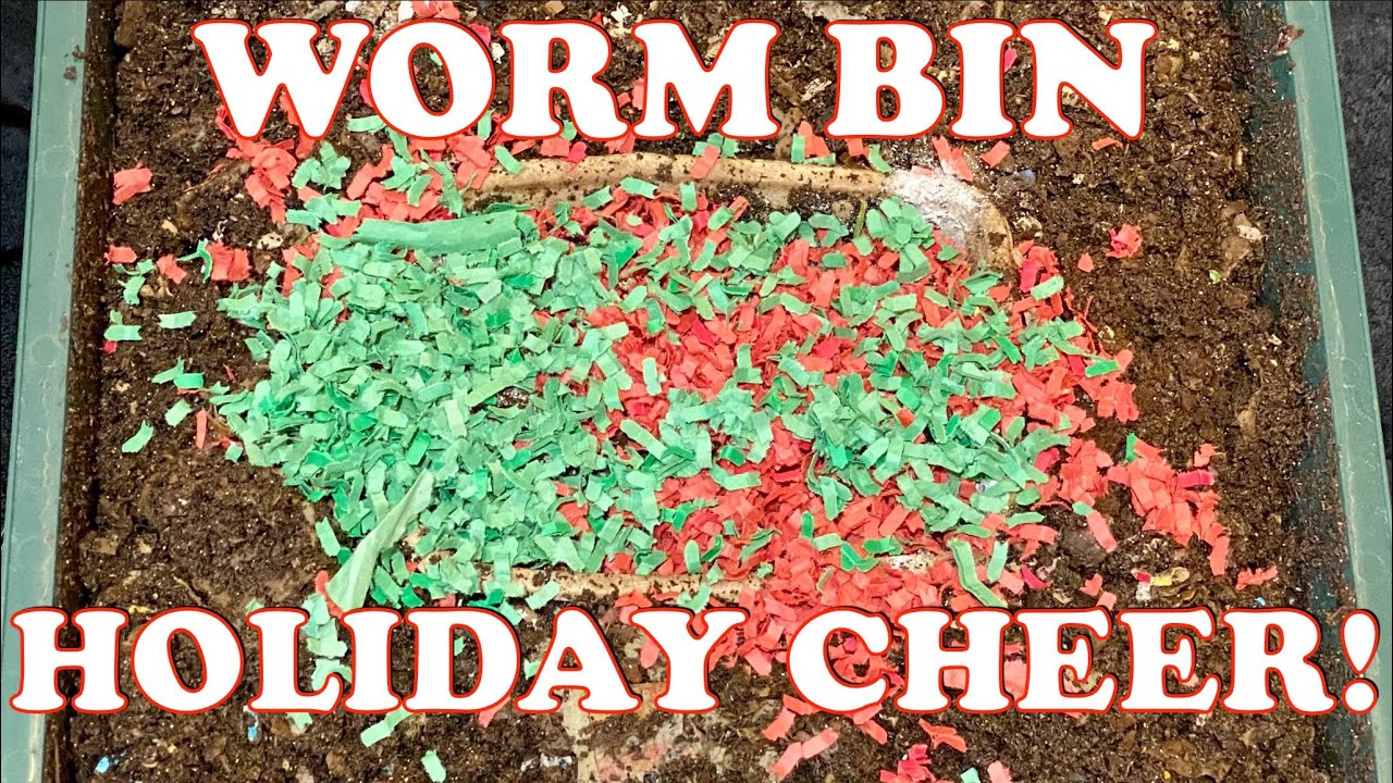 Worm Bin Christmas Special + Compostable Recyclable Fruit Tray Check In ...