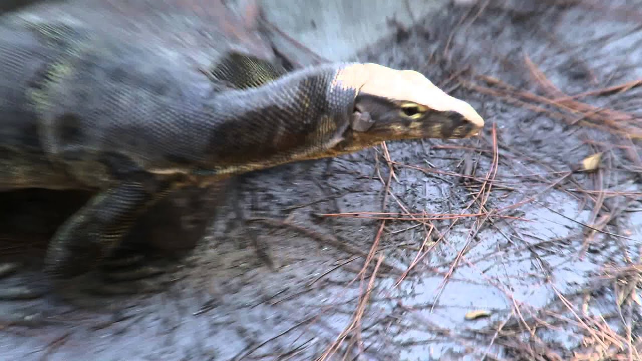 funny video memes Slinky the Water Monitor Lizard update & Cameraman ...