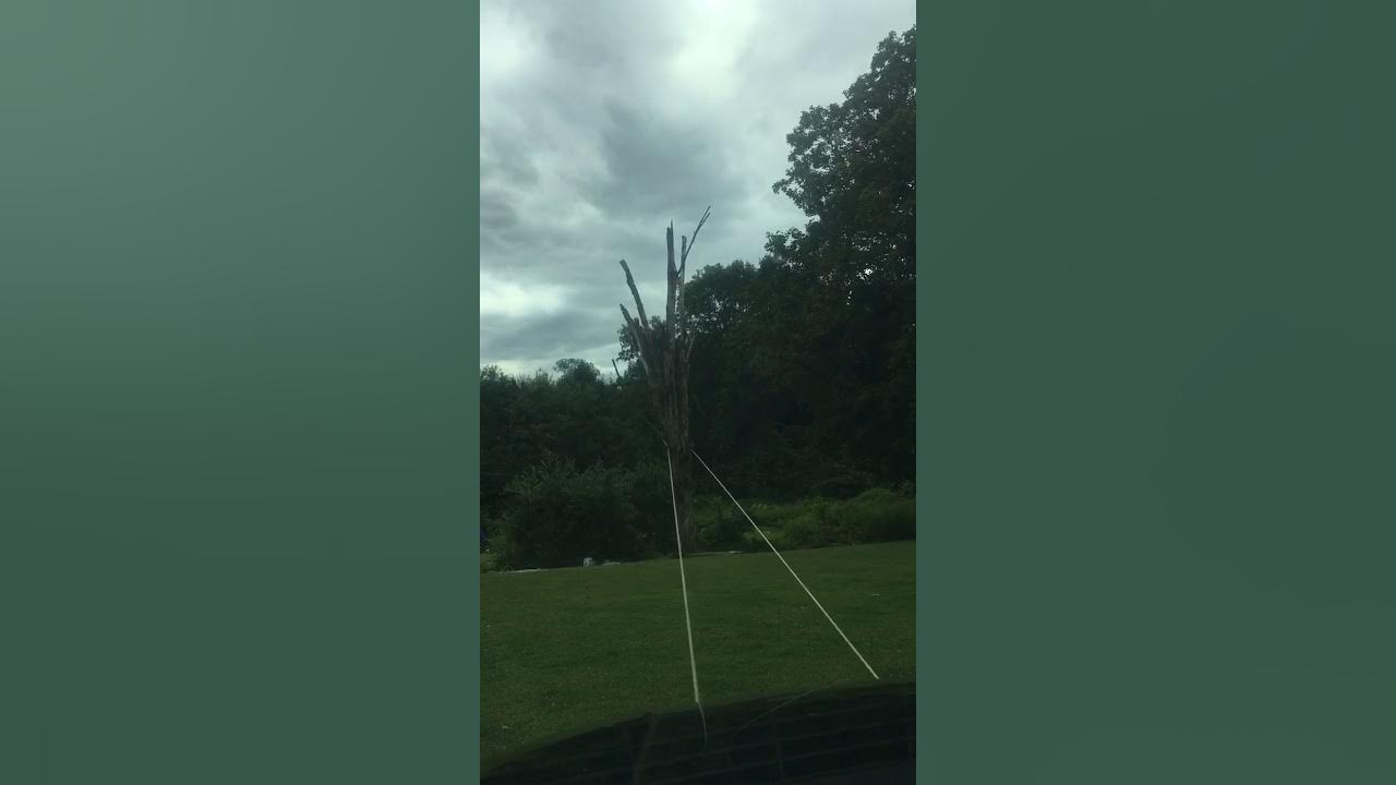 Tree explodes when ripped down - YouTube