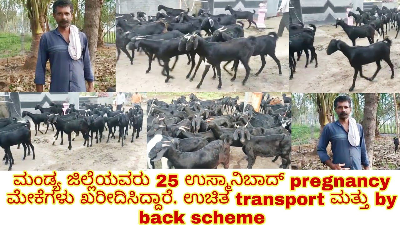 usmanibad goat sales in karnataka | lucky goat farm gulbarga | free ...