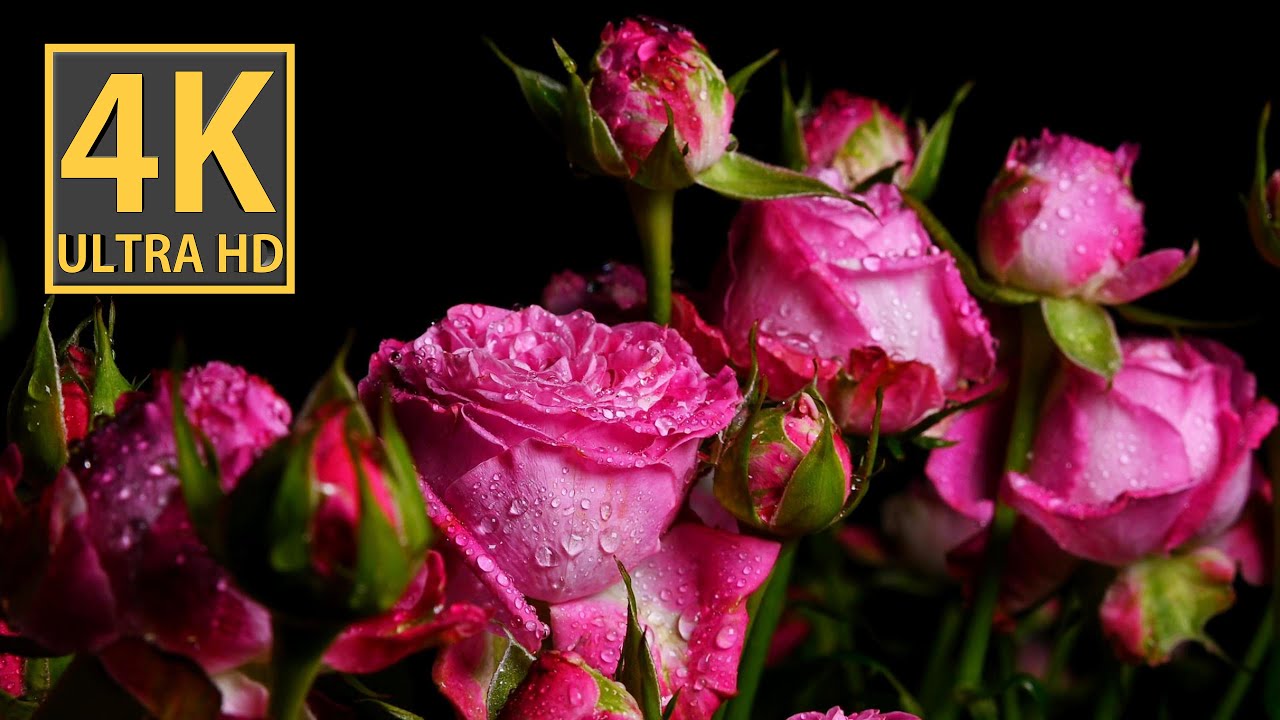 Enchanting Roses in 4K video A Captivating Visual Feast - YouTube
