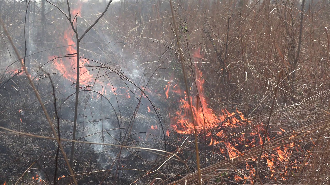 Controlled burn Indiana prairie - YouTube