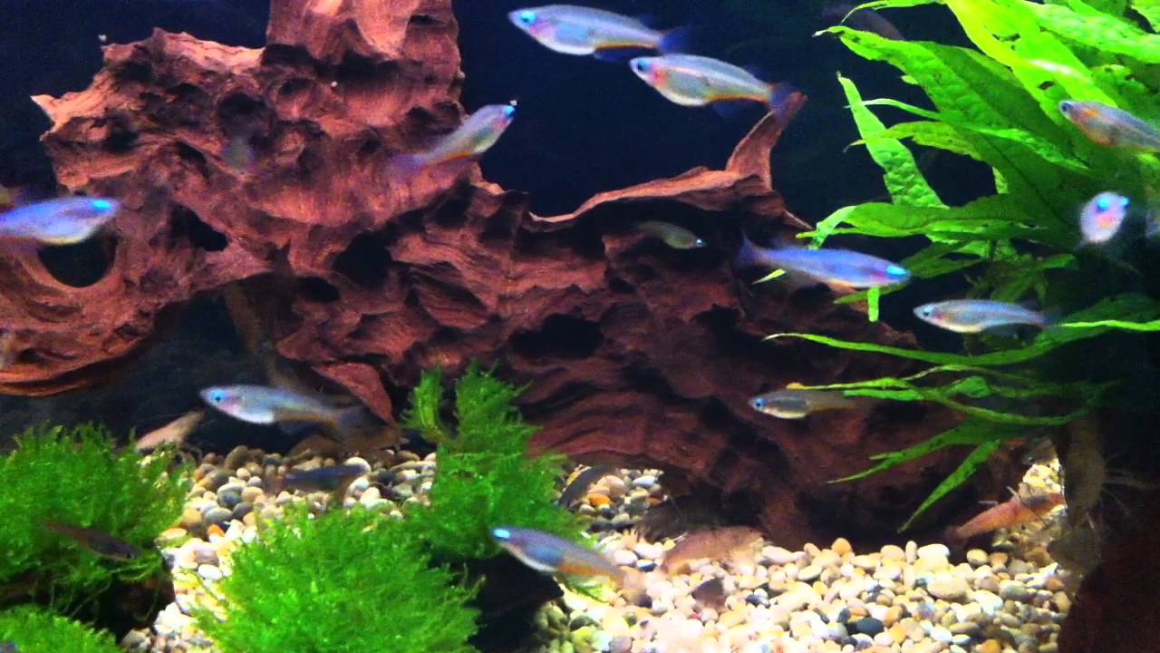 Sulawesi Ricefish / Daisy's Ricefish @ Sweet Knowle Aquatics - YouTube