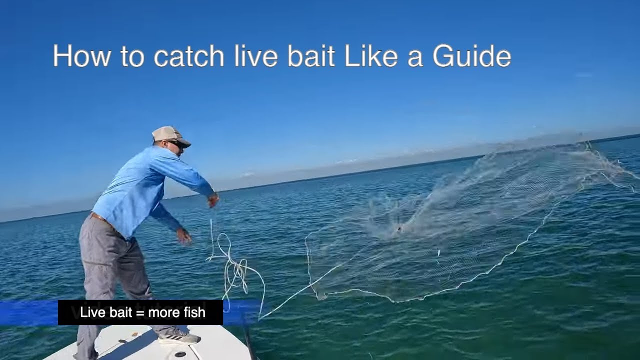 Unveiling the Secrets of Catching Live Bait 🎣 #fishing - YouTube