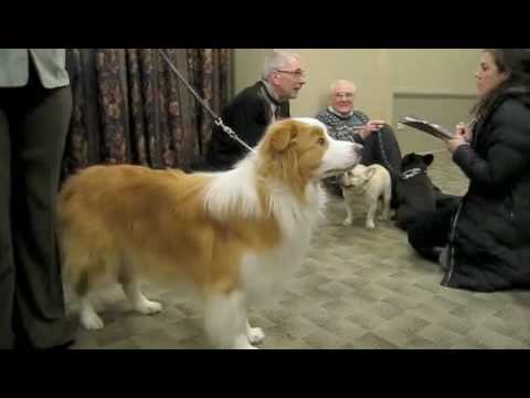 Brendan the champion border collie - YouTube