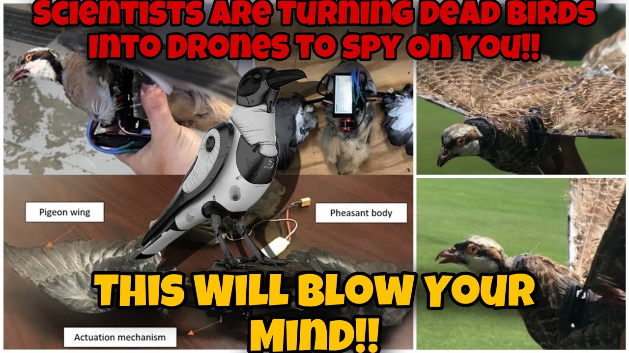 WTF! Scientists Are Reengineering Dead Birds Into Drones So They Can ...