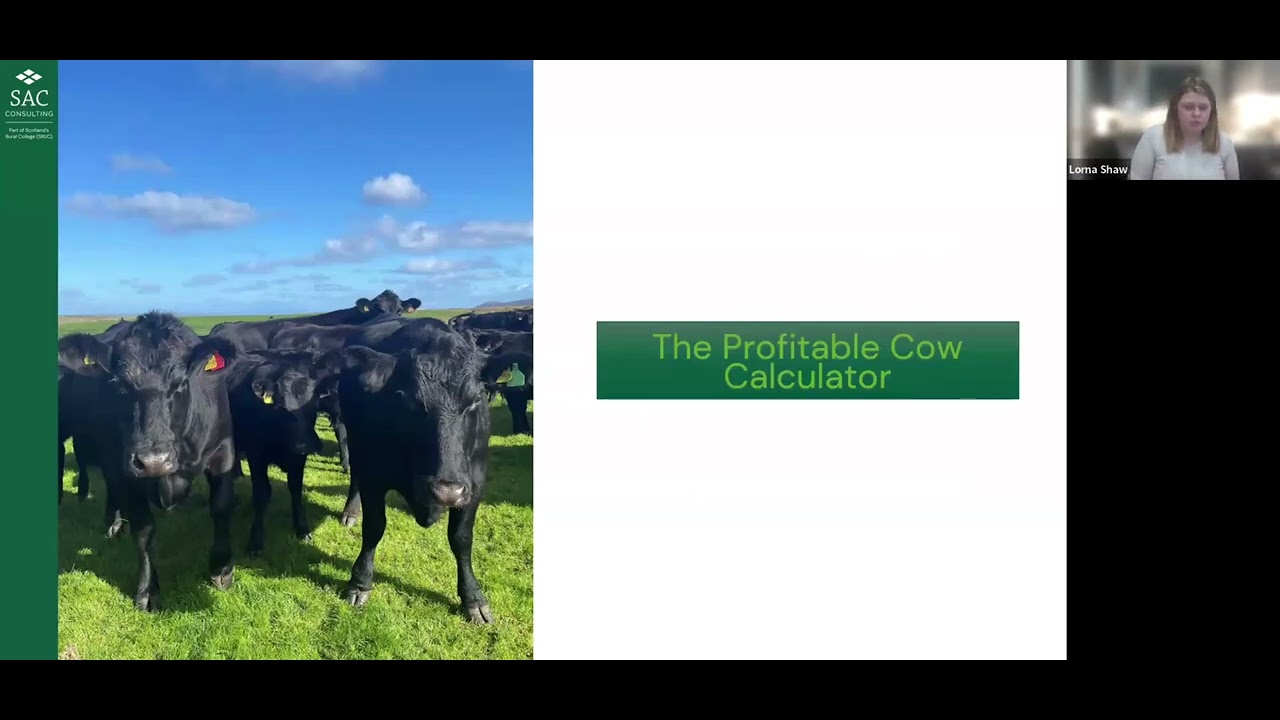 Webinar - Who is your profitable cow and suckler cow calculator - YouTube