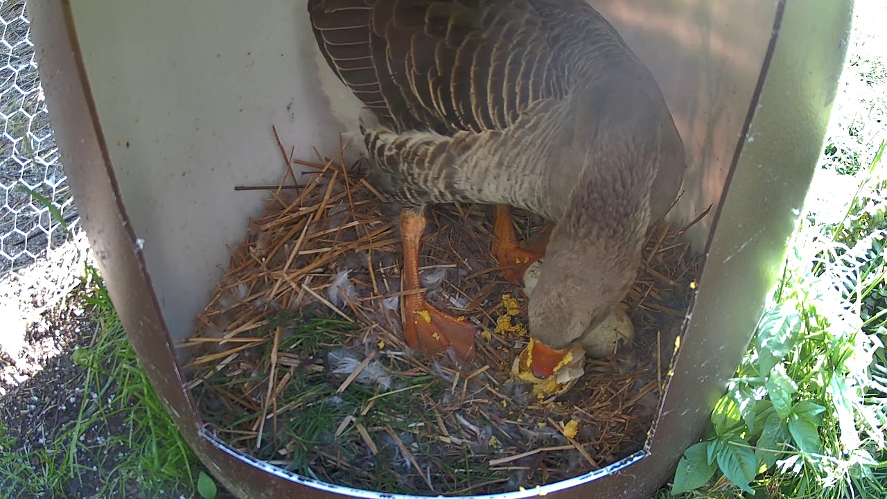 Exploding Goose Egg - YouTube
