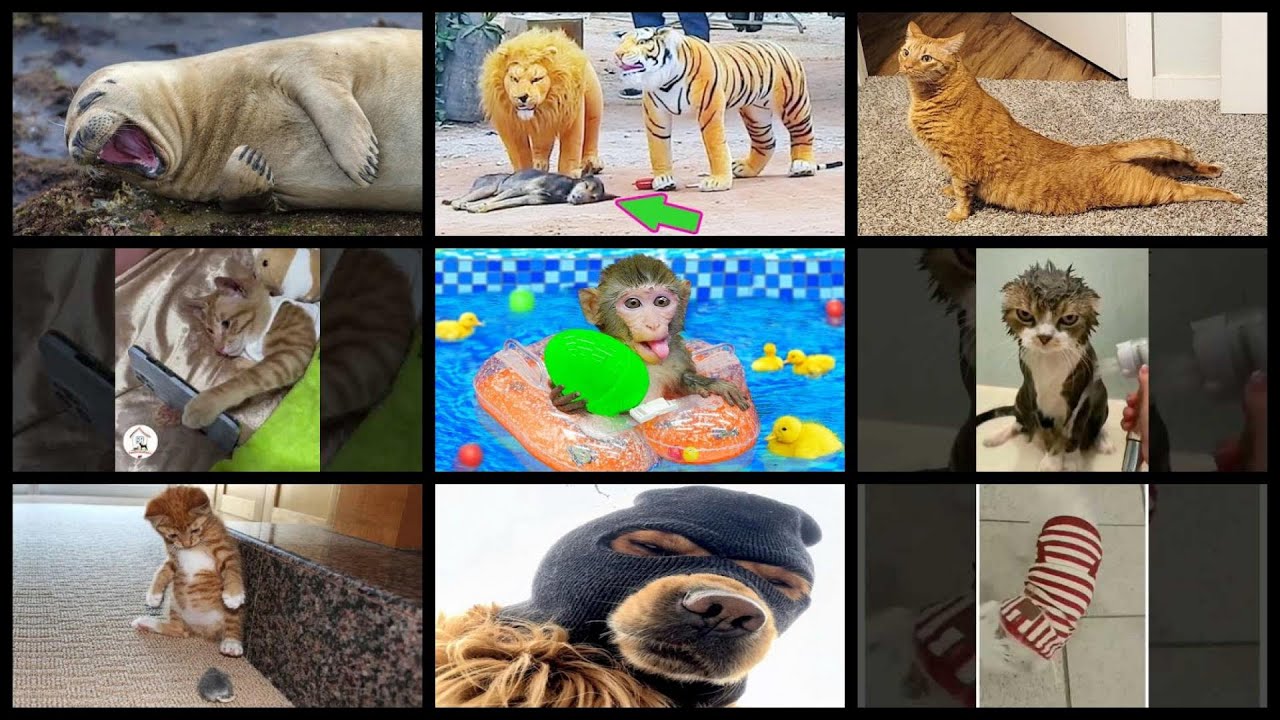 What's Trending in Pets & Animals on Monday, April 24th, 2023 - YouTube