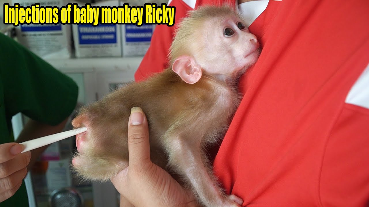 Take baby monkey Ricky to the vet for nutrient enhancement - MONKEY ...