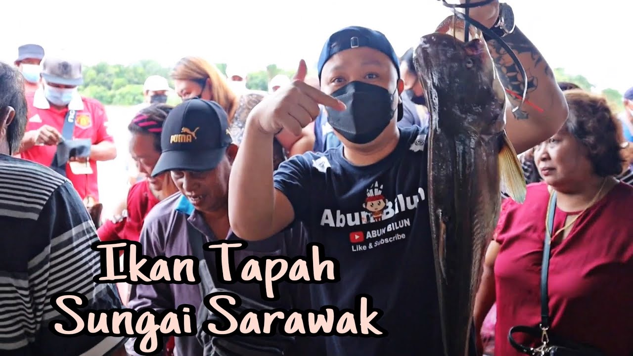Membeli IKAN TAPAH Di Pasar Tamu Tebing Air Sungai Kemena,Sebauh ...
