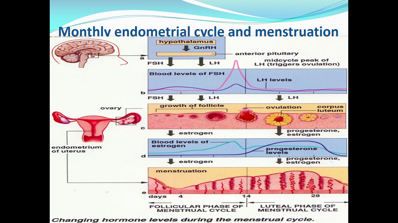 Female Reproductive Physiology [2] (M352 UGS System) HB - YouTube