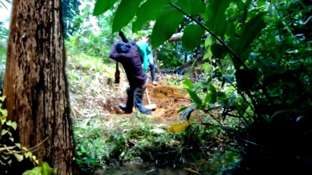DEAD OLD TREE MARKER, NAG POSITIVE SA DETECTION!! - YouTube