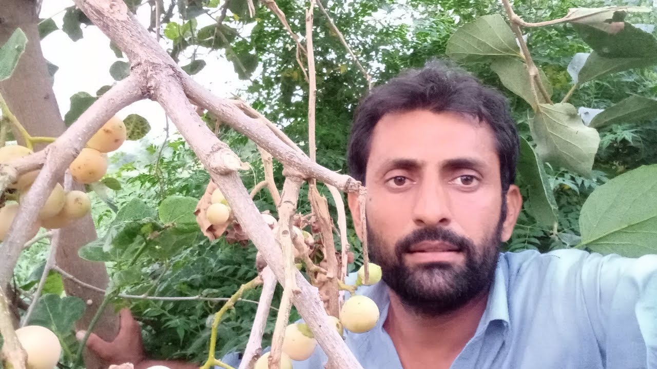 #amazing lasoora k faide#benifits of cordia myxa fruit#aj mae ne ...