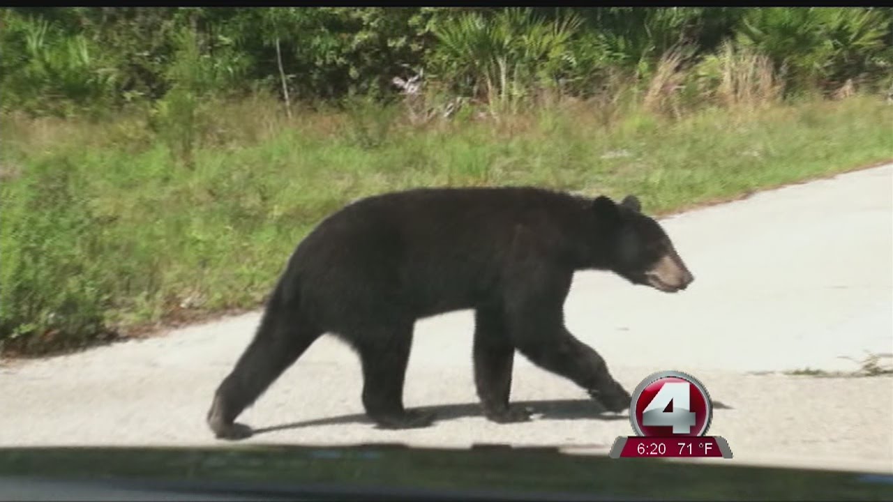 Bear kills goat in Golden Gate Estates - YouTube