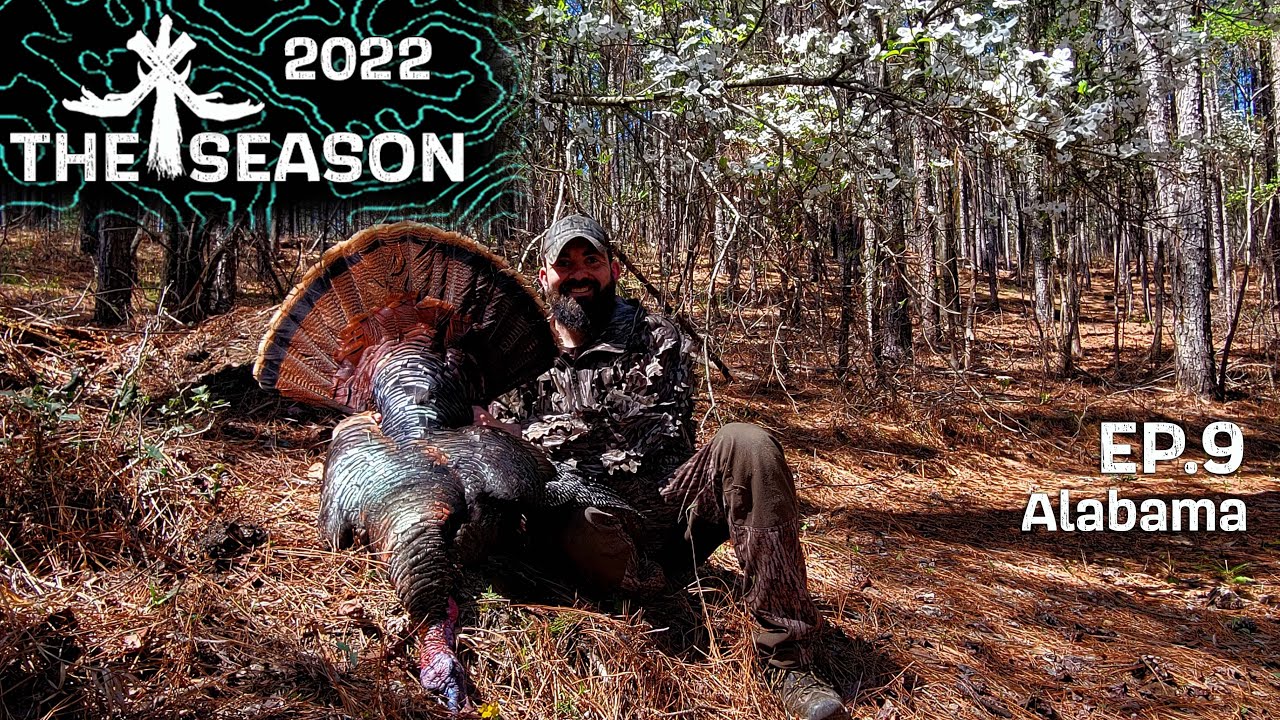 ALABAMA PUBLIC LAND TURKEY HUNTING - LONGBEARD CAN'T STAND THE SILENT ...
