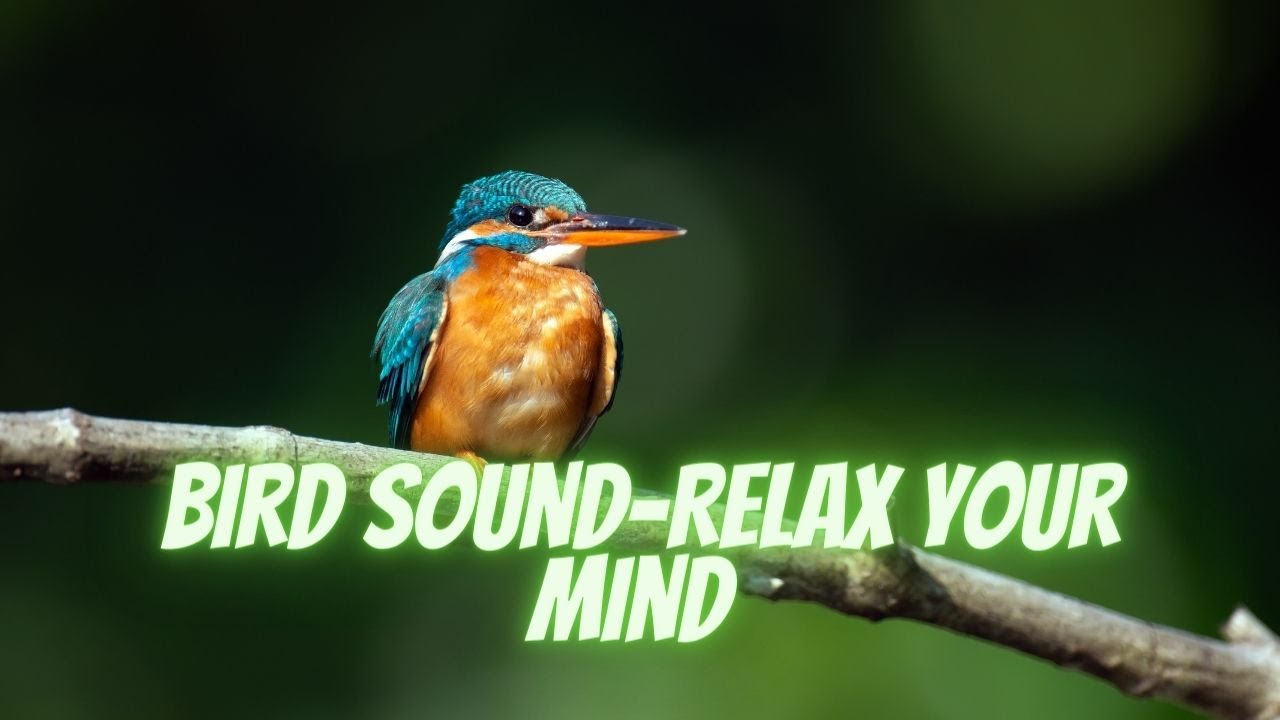 birds chirping sound effect | Nature sounds Meditation forest sounds of ...