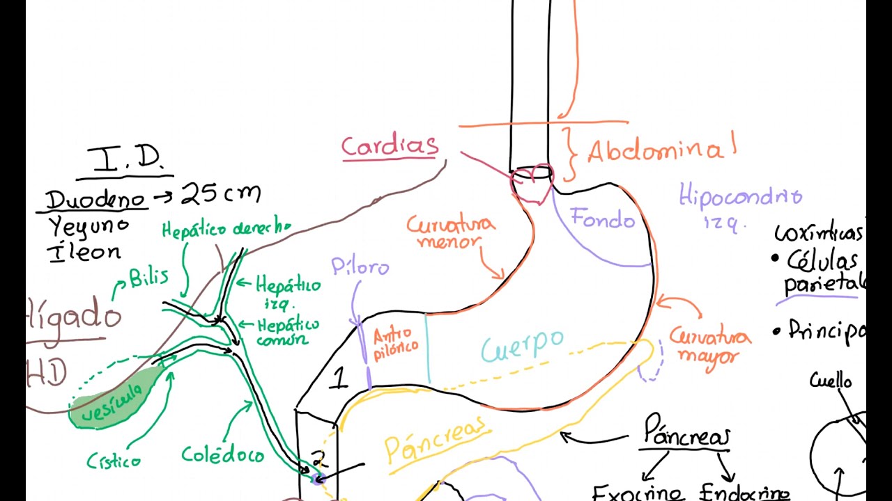 Anatomía: Generalidades. Sistema digestivo - YouTube