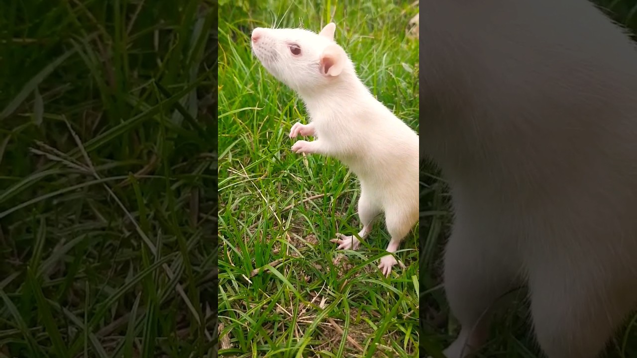 aww cute rat 🐁🐁 - YouTube