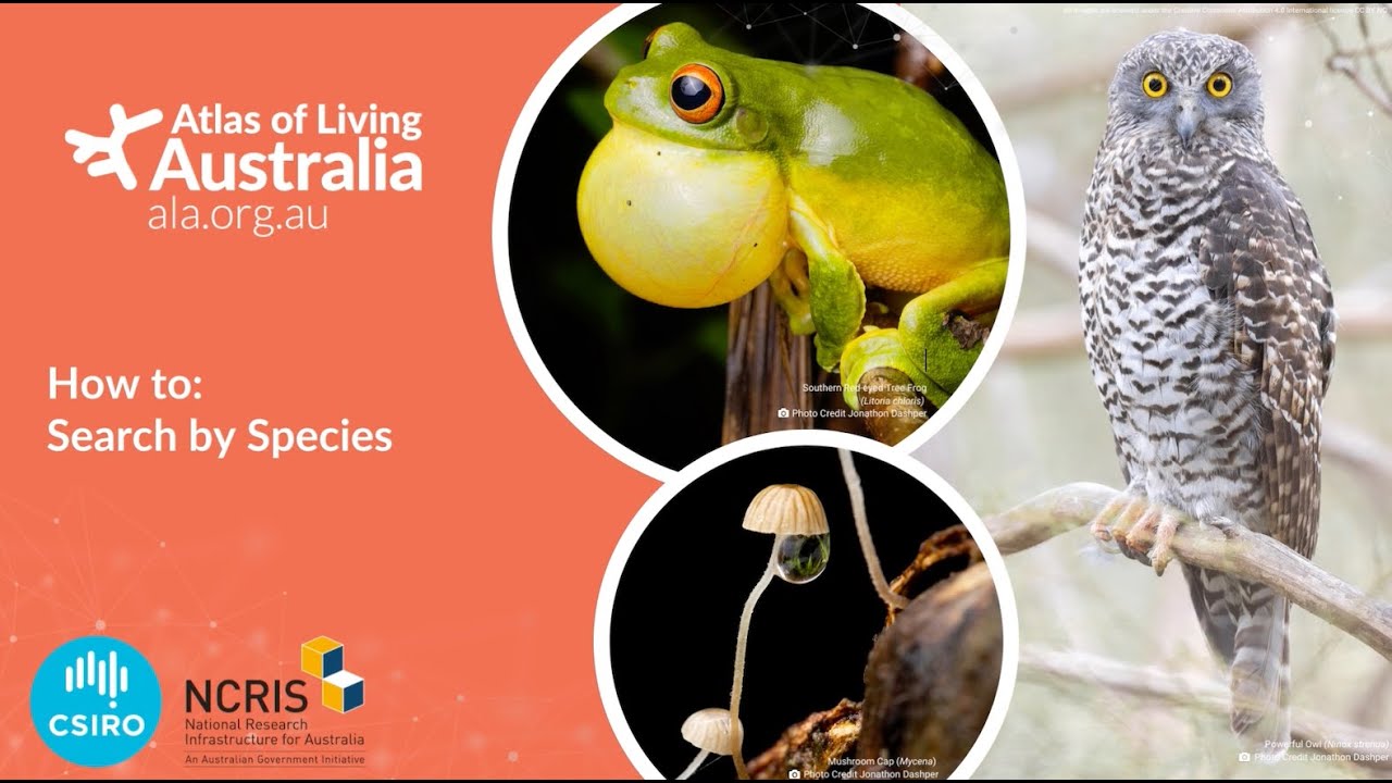 ALA How To: Search By Species - YouTube