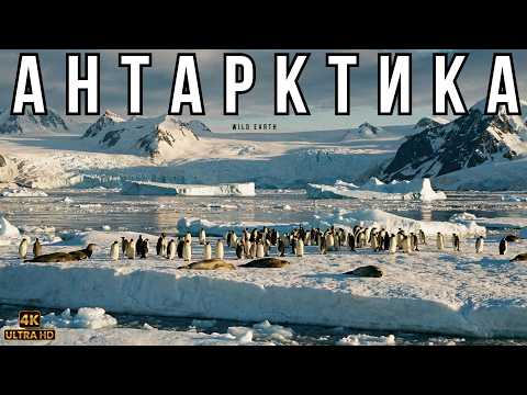 Антарктика. Тайна жизни льда! | Реальный сюжет | Документальный фильм о дикой природе |