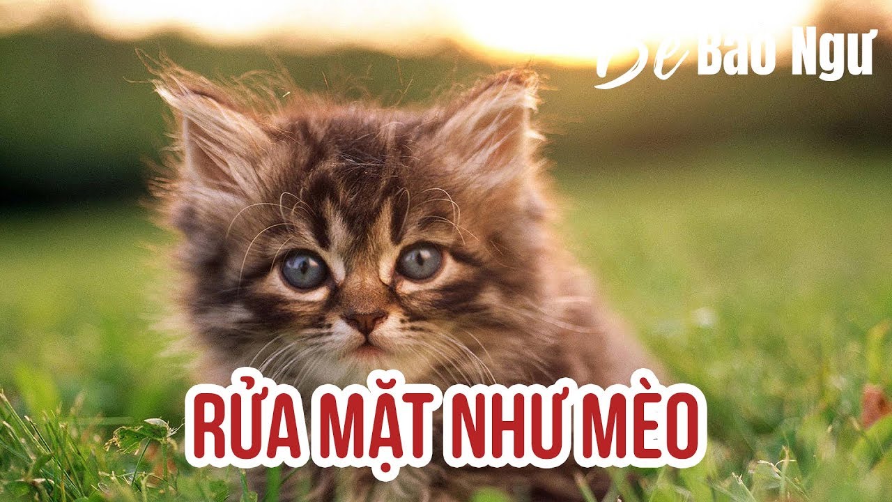 Rửa mặt như mèo - Bé Bào Ngư - Nhạc thiếu nhi meo meo meo rửa mặt như ...
