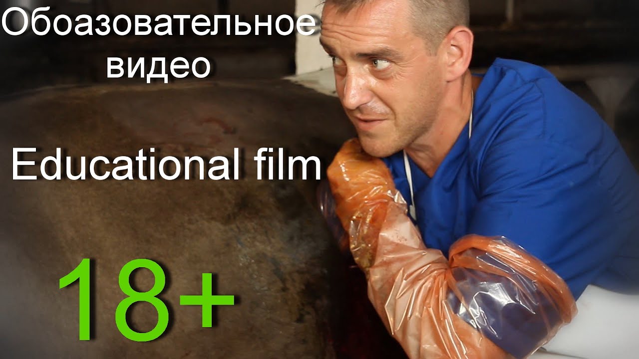 РУМЕНОТОМИЯ (Операция на рубце у коровы).18+ Rumenotomy in cattle ...