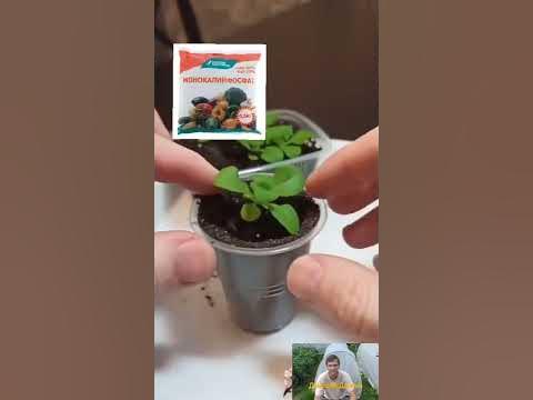 Рассада вытягиваться не будет - YouTube