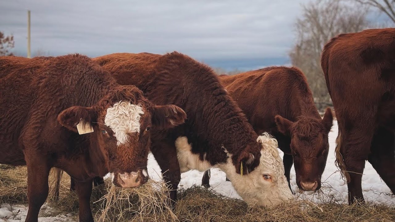 Two tips for raising healthy calves through winter - YouTube